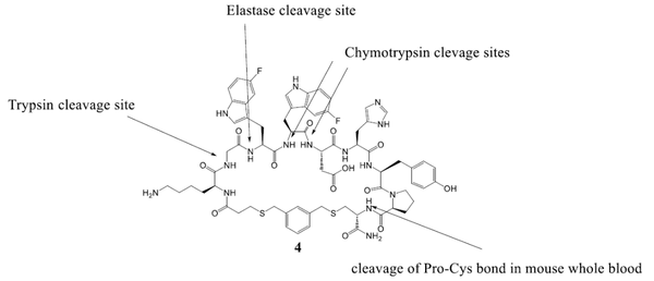 来源于噬菌体和mRNA展示的环肽：Peginesatide，MK-0616 - 知乎