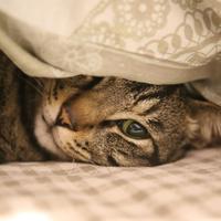 stl c++ bitset原理，以及使用案例 - 知乎