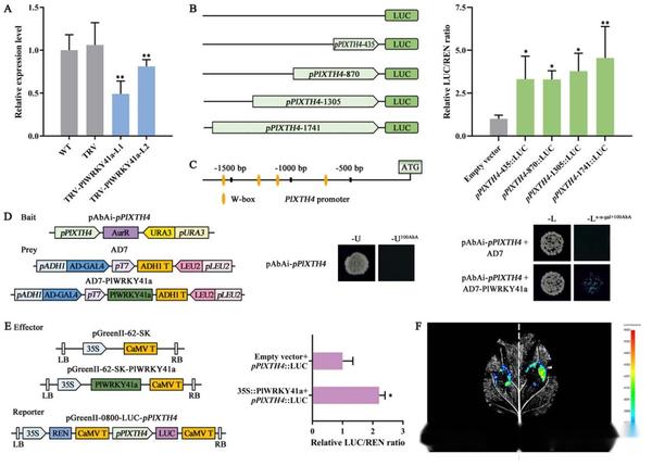 【Plant Physiol】芍药转录因子WRKY41a促进次生细胞壁增厚并增强茎的强度 - 知乎