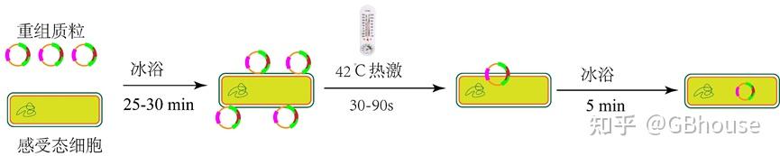 感受态细胞制备与转化实验操作 - 知乎