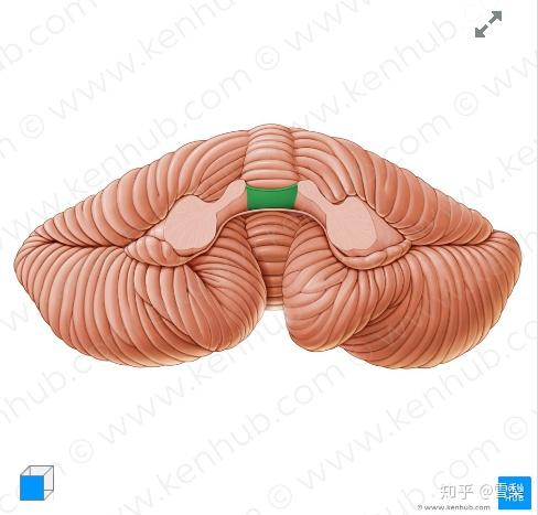 Fourth ventricle 四脑室 - 知乎