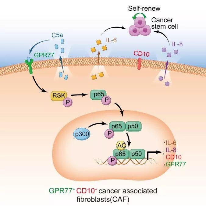 Cell丨宋尔卫团队揭示成纤维细胞亚群调控肿瘤干细胞新机制 - 知乎