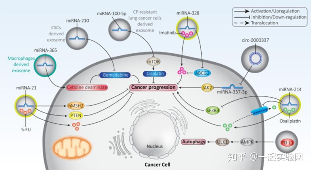 外泌体在癌症进展和肿瘤微环境重塑中的新作用 - 知乎