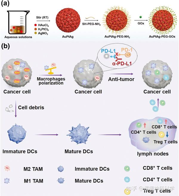 Adv Sci︱中科院长春应化所林君/山东大学李春霞团队合作发现贵金属纳米酶AuPtAg-GOx通过饥饿治疗增强温和光热治疗诱导协同的肿瘤免疫治疗 - 知乎