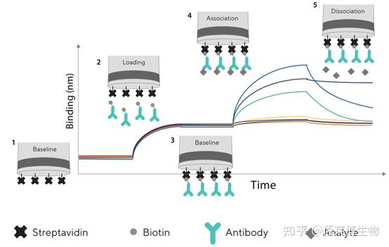 BLI (ForteBio)生物膜干涉技术分子互作实验服务 - 知乎