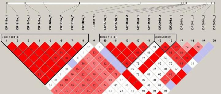 plink文件使用Haploview进行单倍型分析 - 知乎