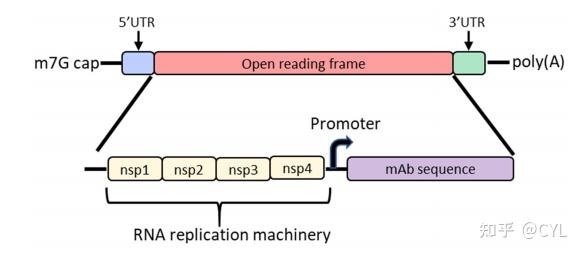 【文献翻译】用于被动免疫治疗的mRNA编码抗体的研究进展 - 知乎