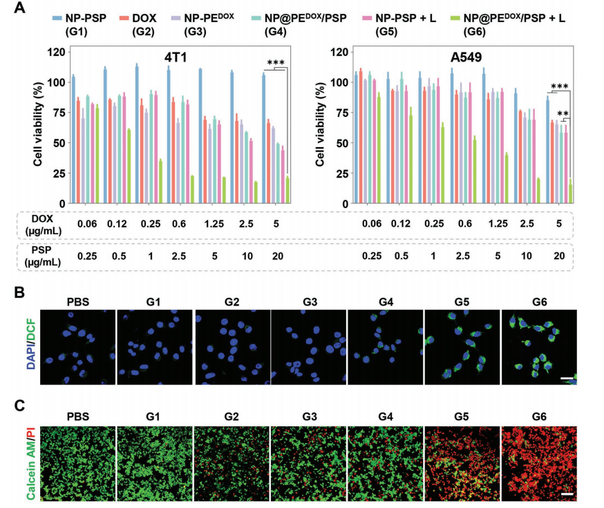 聚合物探针 | 集成了NIR-II荧光生物成像、光动力免疫治疗和光激活化疗的可降解仿半导体聚合物纳米颗粒 - 知乎