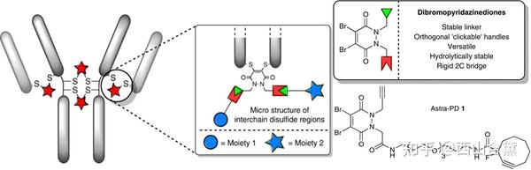 国内外知名企业ADC技术平台(第一期，Synaffix、Thiologics、Concortis、荣昌生物 - 知乎