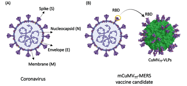 【耀文解读】病毒样颗粒（VLP）疫苗的研究现状(2)：VLP预防性疫苗研发进展 - 知乎