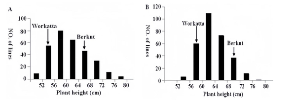 基于无人机影像的普通小麦株高数量性状位点(QTL)定位 - 知乎
