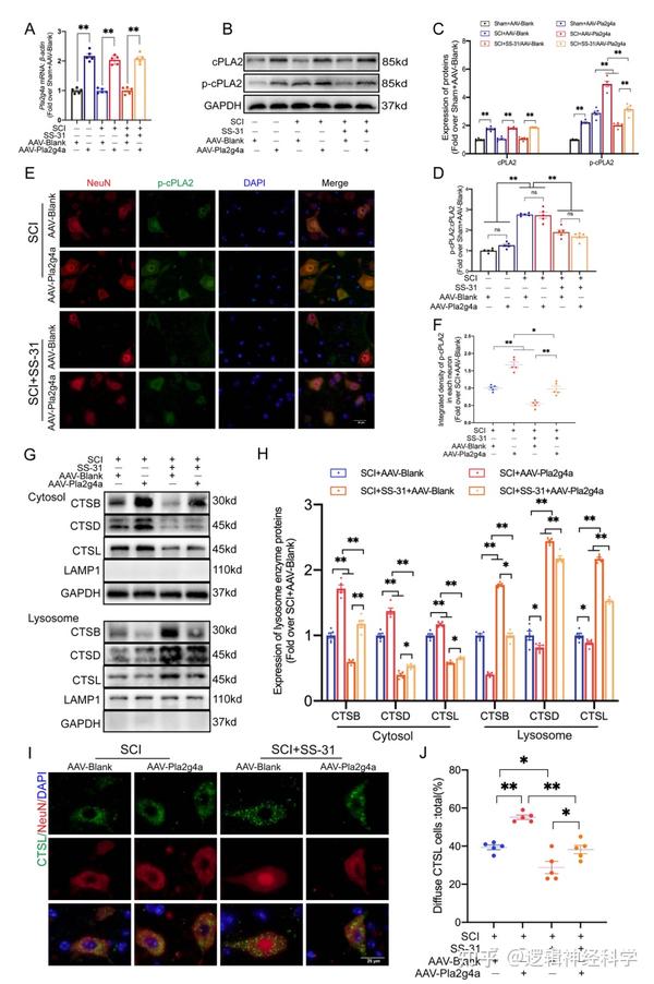 J Neuroinflammation︱周凯亮/倪文飞团队揭示线粒体靶向抗氧化肽治疗脊髓损伤的新机制 - 知乎