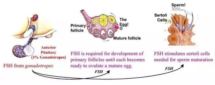 激素六项里FSH偏高 会导致不孕不育？ - 知乎