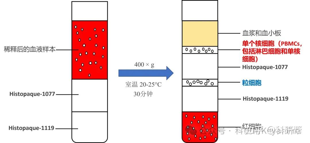 利用双密度梯度离心法一次性从全血中分离出PBMCs和粒细胞 - 知乎