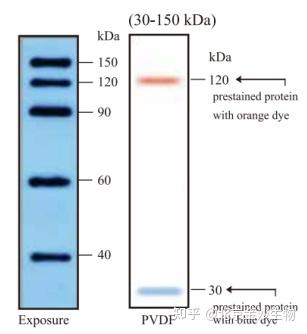 小知识 | 蛋白Marker（一） - 知乎