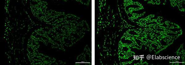 Elabscience一步法TUNEL试剂盒，搭配全新脱蜡液，省时又无毒 - 知乎