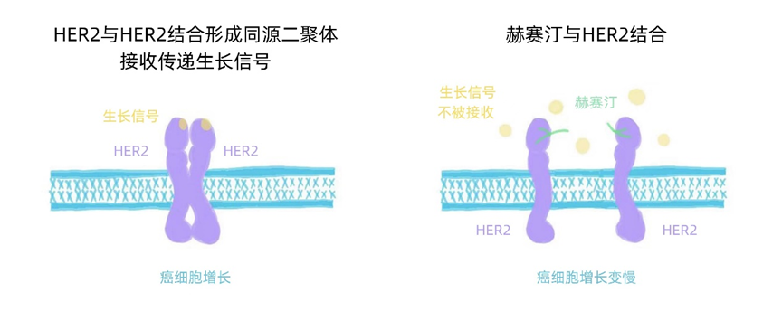 一篇文章解释清楚：HER2阳性乳腺癌的靶向治疗 - 知乎