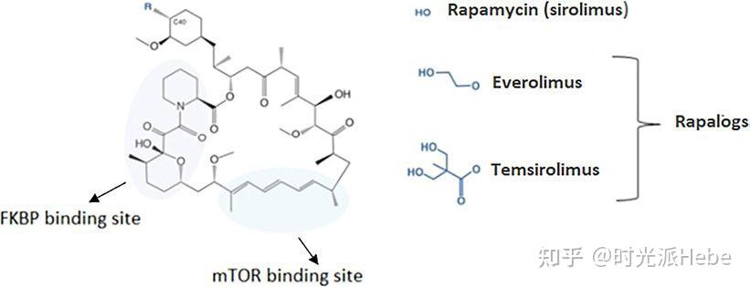 ChatGPT入侵抗衰届！它笔下的雷帕霉素又有新临床：或能抢先上市 - 知乎
