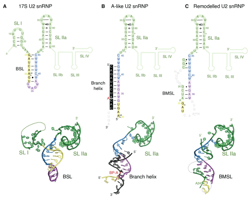 Science | 从结构生物学的角度理解人类mRNA剪接体分支位点的识别 - 知乎
