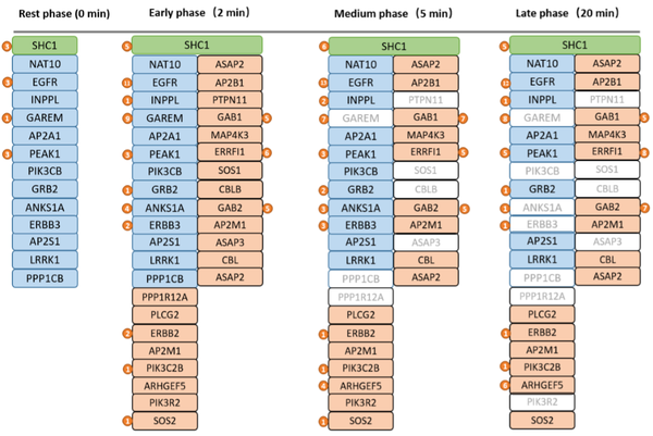 Anal. Chem. | 中科院叶明亮博士PRM技术靶向蛋白质组学分析蛋白复合物蛋白质磷酸化修饰 - 知乎