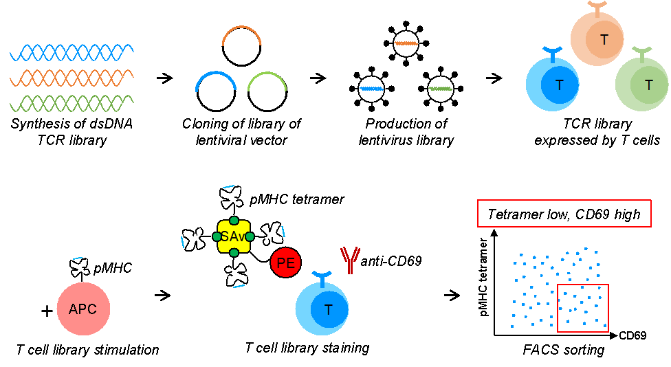 Science︱赵祥等揭示逆锁键工程可以调节T细胞受体的信号强度且不引入脱靶毒性，有望应用于TCR-T肿瘤免疫细胞治疗 - 知乎