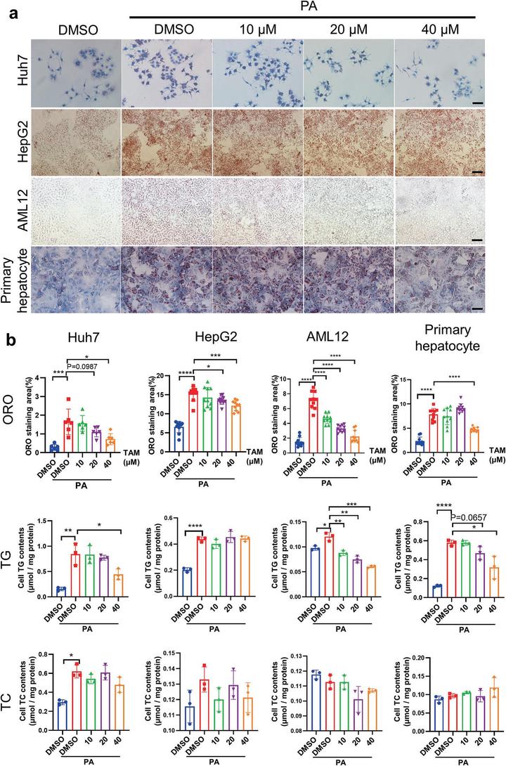 Huh 7、HepG2、AML 12、原代肝细胞高脂细胞模型建立方法（细胞脂毒性模型） - 知乎