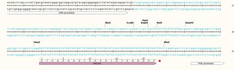 pLVX系列3×Flag慢病毒表达载体 - 知乎