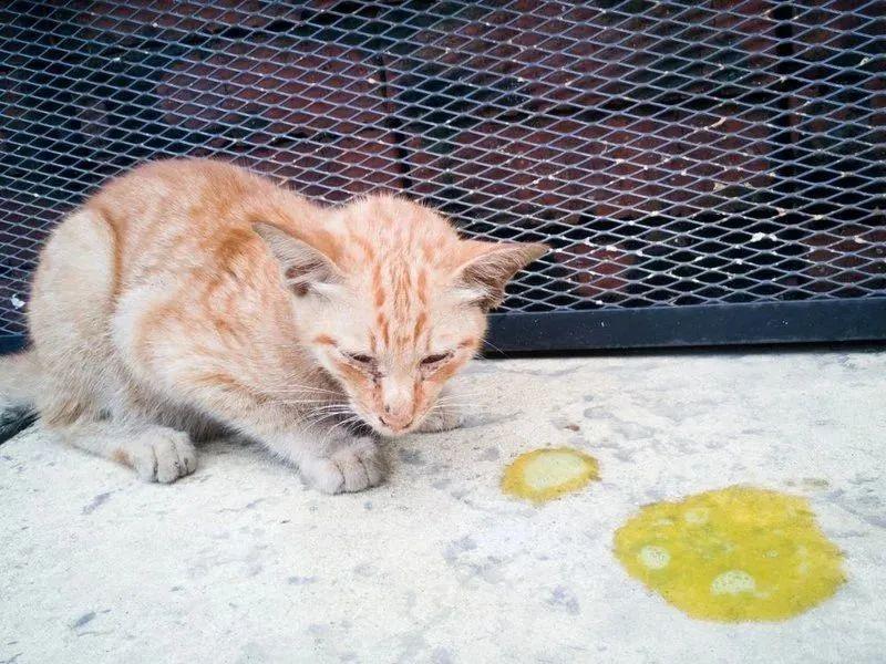 手把手教你从呕吐物颜色，判断猫咪状况 知乎