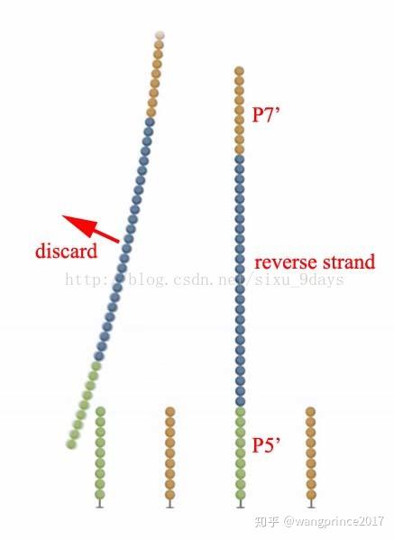 illumina 双端测序（pair end） - 知乎