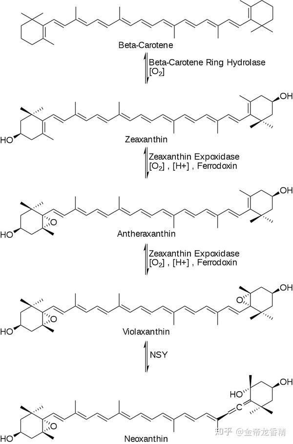 香精与香料(53)—突厥烯酮(Damascenone)与突厥酮(Damascone) - 知乎