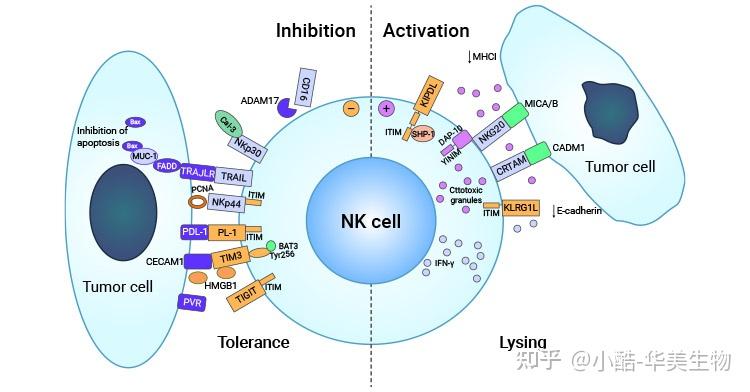 CADM1/TSLC1：免疫球蛋白超家族黏附分子，一种新的TSG肿瘤抑制基因！ - 知乎