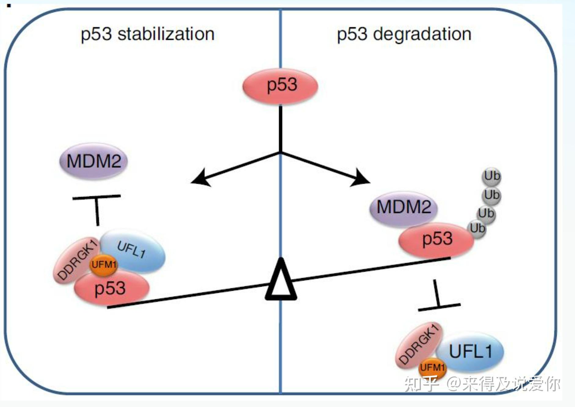 UFL1 相关文章 - 知乎