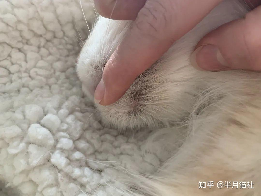 科普——猫咪为什么会黑下巴及处理方法 知乎
