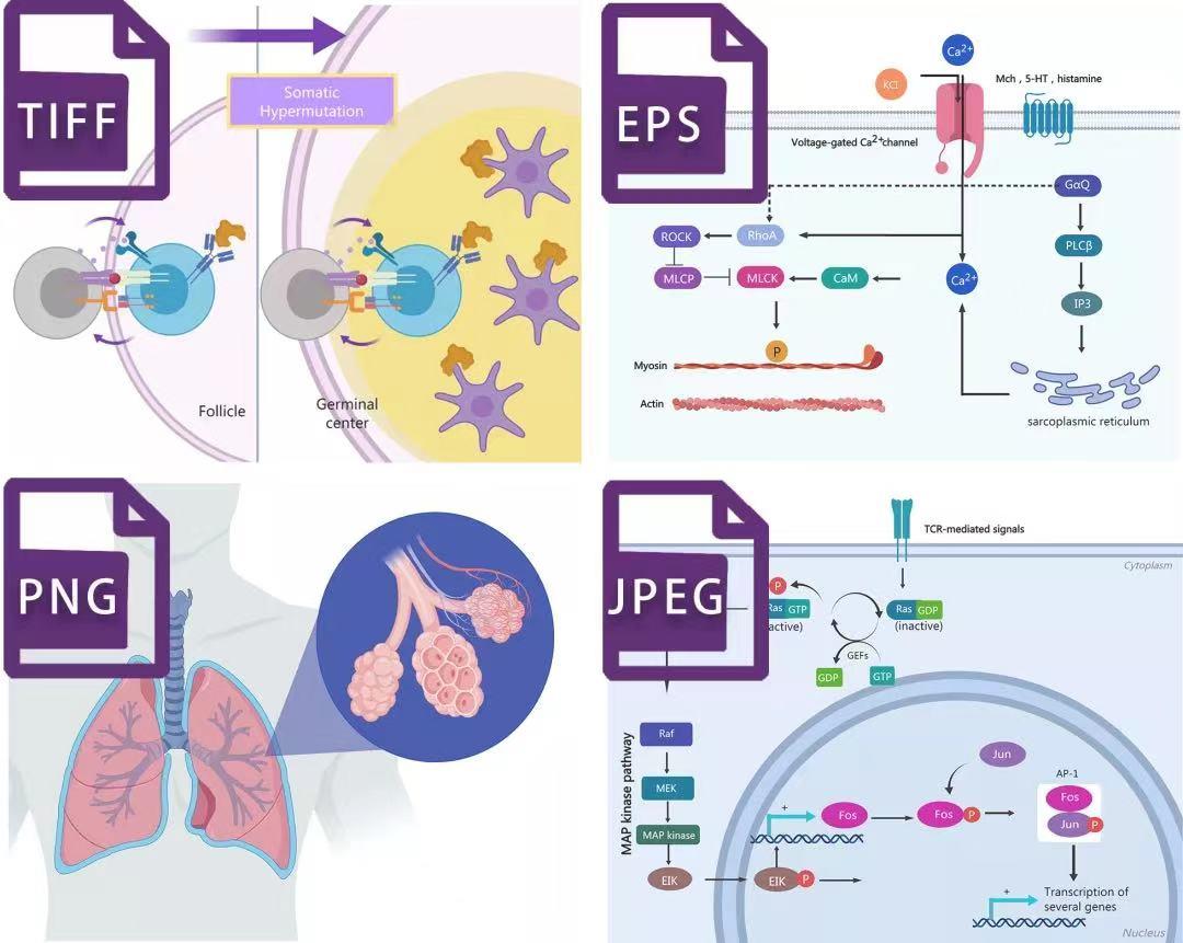 【MedPeer科研绘图】“傻瓜机”式操作，自制SCI水准配图 - 知乎