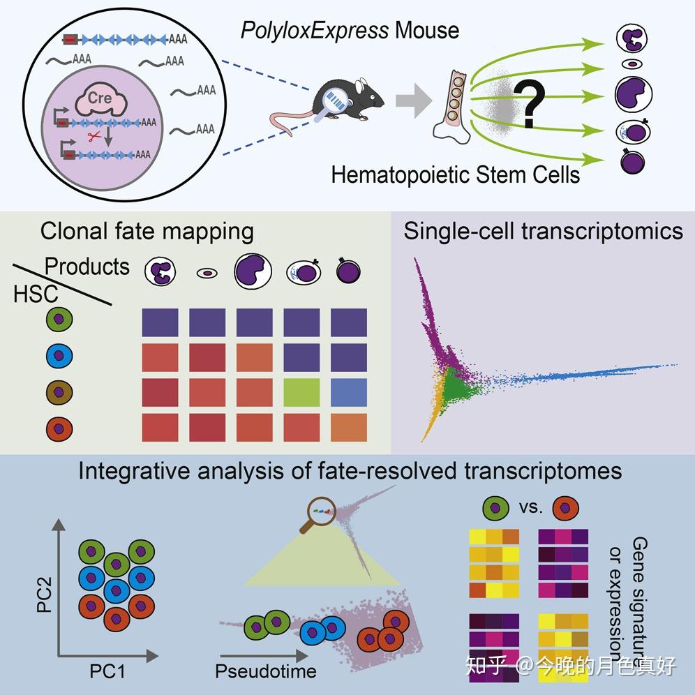 每天一篇单细胞55-PolyloxExpress Barcoding---谱系示踪加单细胞转录组 - 知乎