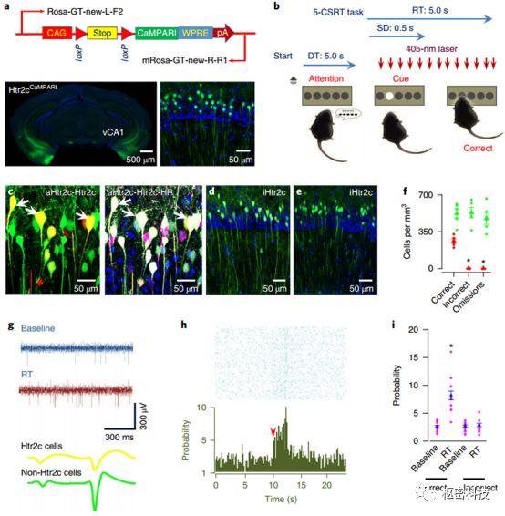 【文献解读】Nature Neuronscience | 注意调控--vCA1 表达Htr2c 受体的神经元到EW CKK 神经元的投射 - 知乎