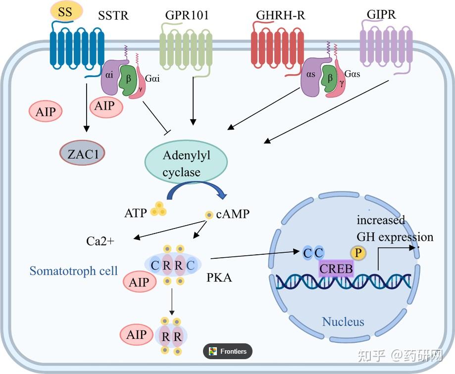 降糖&减重明星靶点：GLP1R/GCGR/GIPR/FGF21 - 知乎