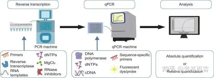 PCR家族科普：PCR、qPCR、RT-PCR、RT-qPCR：还在傻傻分不清？ - 知乎