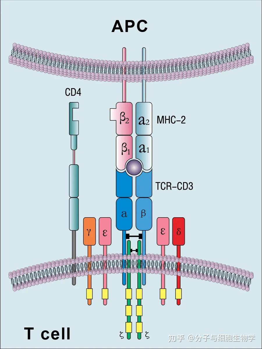 【干货】一文读懂MHC分子与APC细胞及T细胞之间的关联 - 知乎