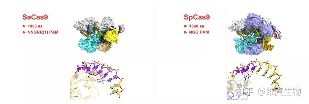 一起了解CRISPR/Cas9这个黑科技 - 知乎