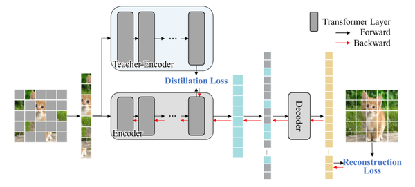 ICML 2023 | 轻量级视觉Transformer (ViT) 的预训练实践手册 - CV技术指南（公众号） - 博客园