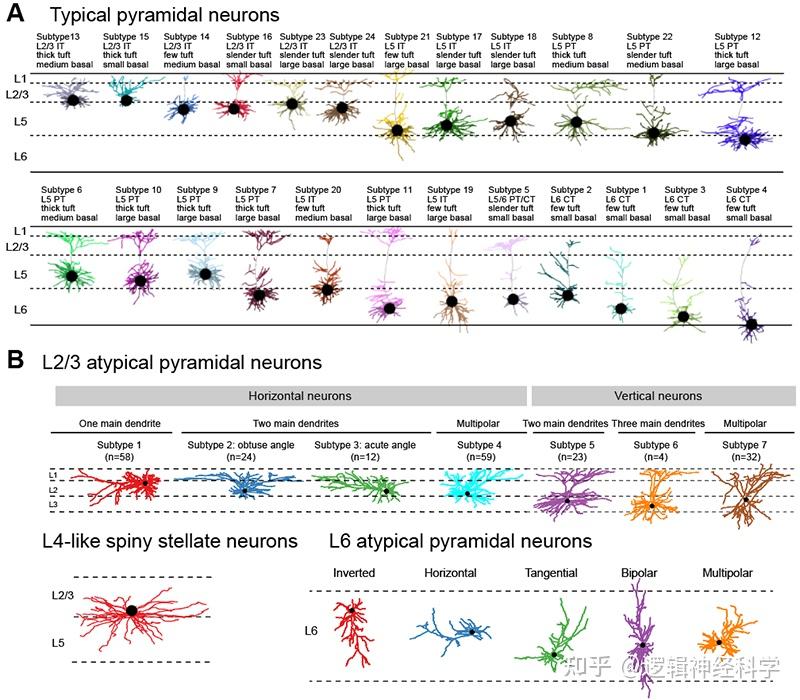 Nat Neurosci︱中科院神经所严军团队解析小鼠单神经元树突形态和轴突投射的关系 - 知乎