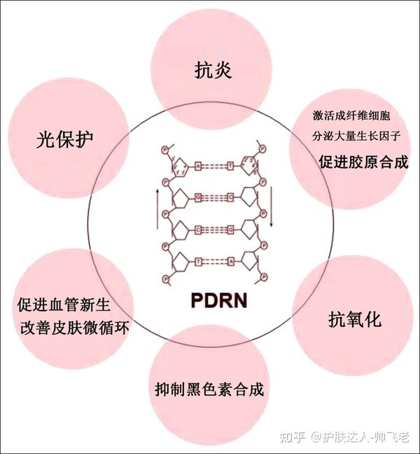 PDRN是什么？ - 知乎