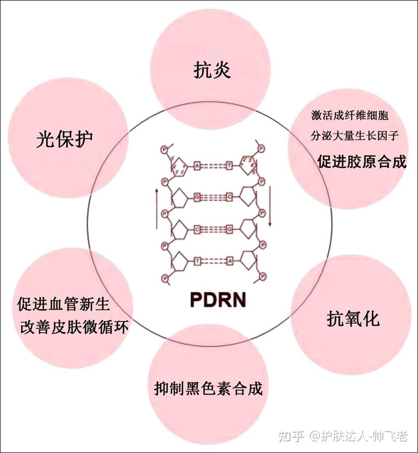 PDRN是什么？ - 知乎