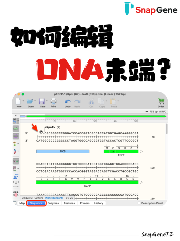 如何编辑DNA末端？_SnapGene - 知乎
